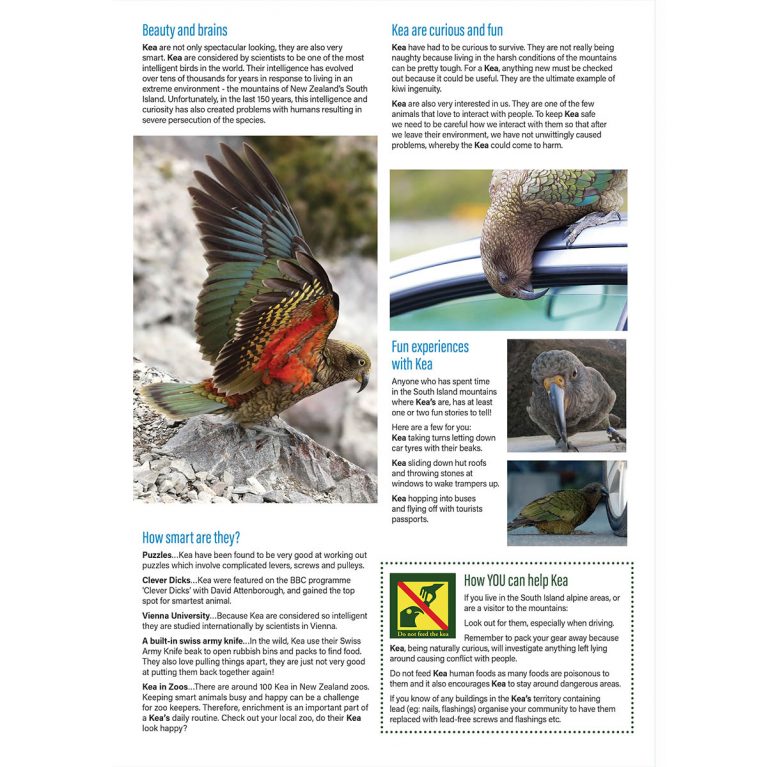 Kea Studies Book – CleverKiwi